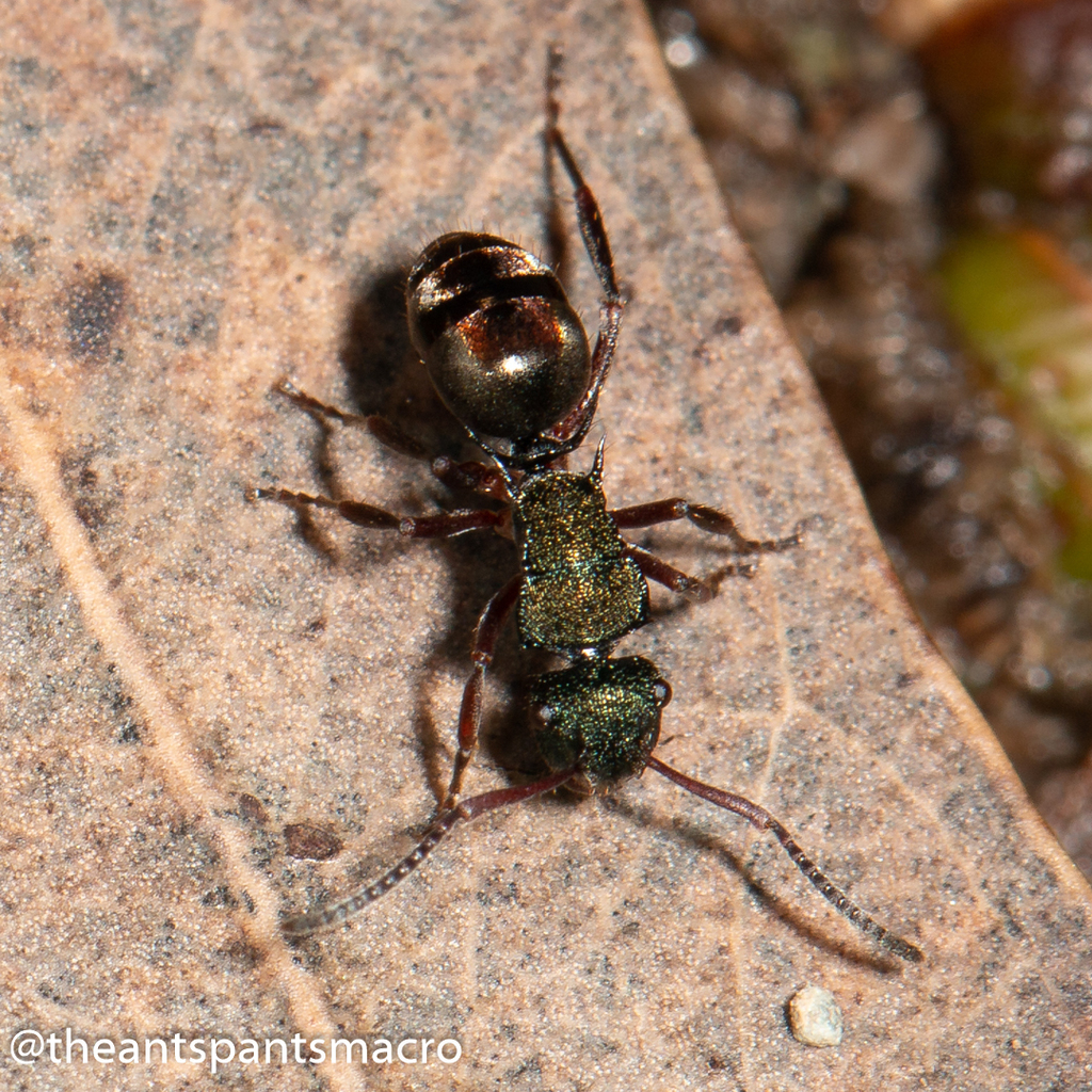 Polyrhachis hookeri from Brisbane QLD, Australia on February 14, 2020 ...