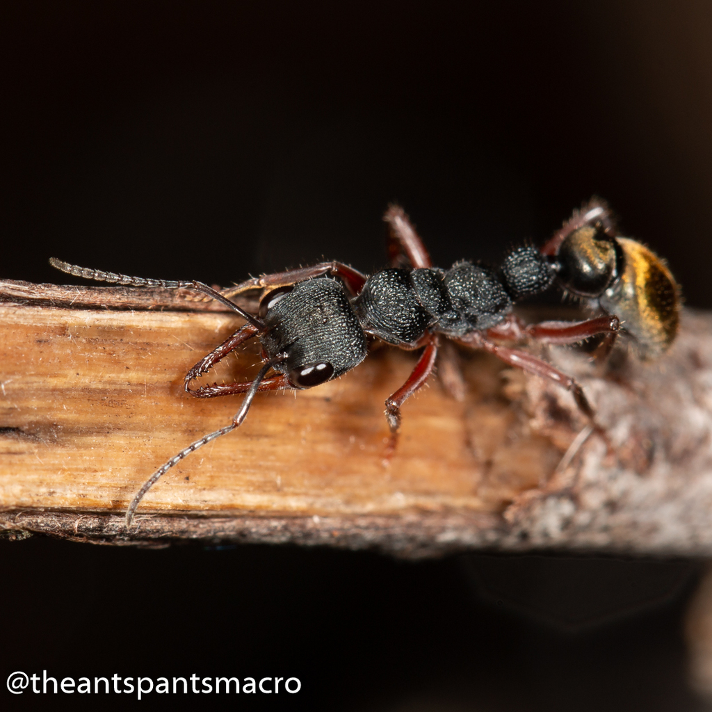 Tawny-legged Jack Jumper Ant from Brisbane QLD, Australia on February ...