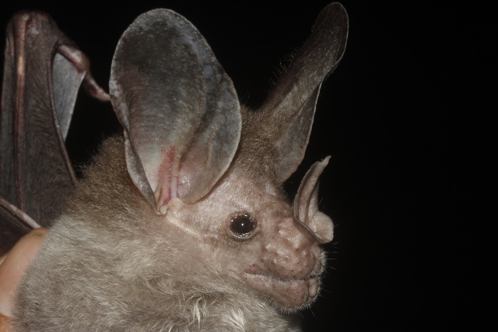Big-eared Woolly Bat in March 2020 by Juan Cruzado Cortés. Murciélago ...