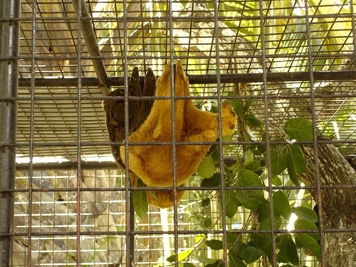 Colugos (Dermoptera) - Know Your Mammals