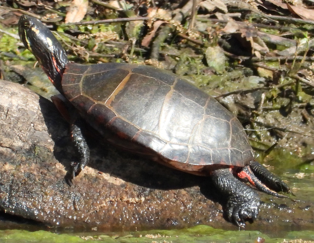 Eastern Painted Turtle from Silver Spring, MD, USA on April 12, 2026 at ...