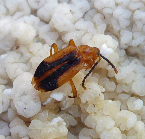 Ischalia californica · NaturaLista Colombia