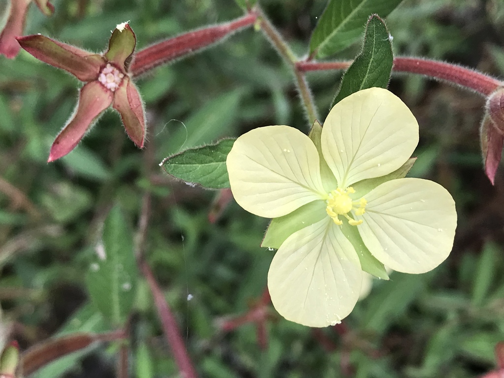 Peruvian primrose-willow from Cosalá, SIN, MX on March 17, 2020 at 09: ...
