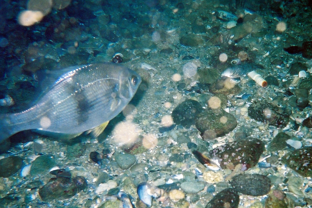 Pile Perch (China Cove Organisms) · iNaturalist