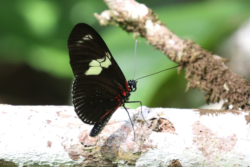 Heliconius doris viridis from Colón District, Panama on February 8 ...