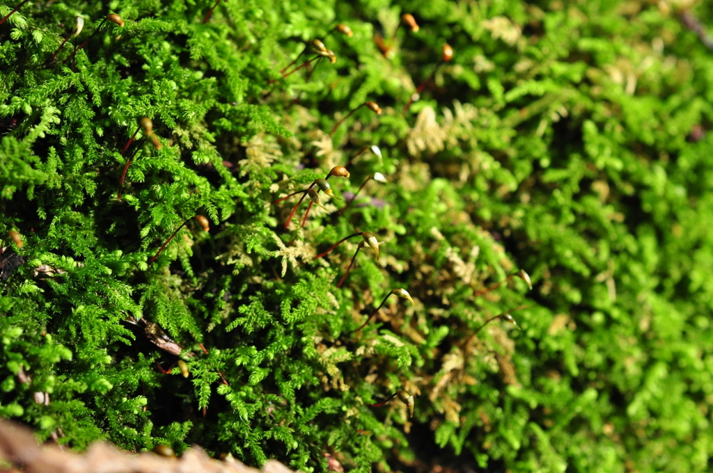Bolander's claopodium moss (Bryophyta (Mosses) of Vancouver Island ...