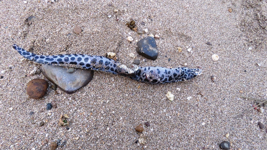 Common Morays from 台灣新北市 on March 12, 2020 at 05:19 PM by Max Hsieh(雁子 ...