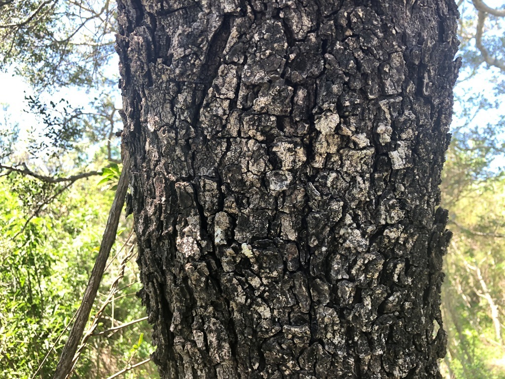 Diospyros humilis from Irongate QLD 4356, Australia on March 14, 2020 ...