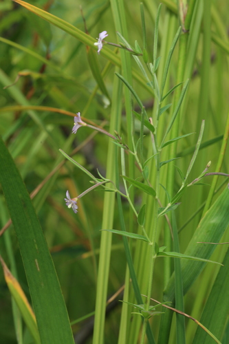 Subspecies Epilobium amurense cephalostigma · iNaturalist