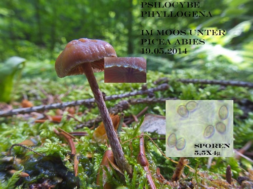Psilocybe phyllogena · iNaturalist
