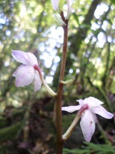 Genus Warreella · iNaturalist