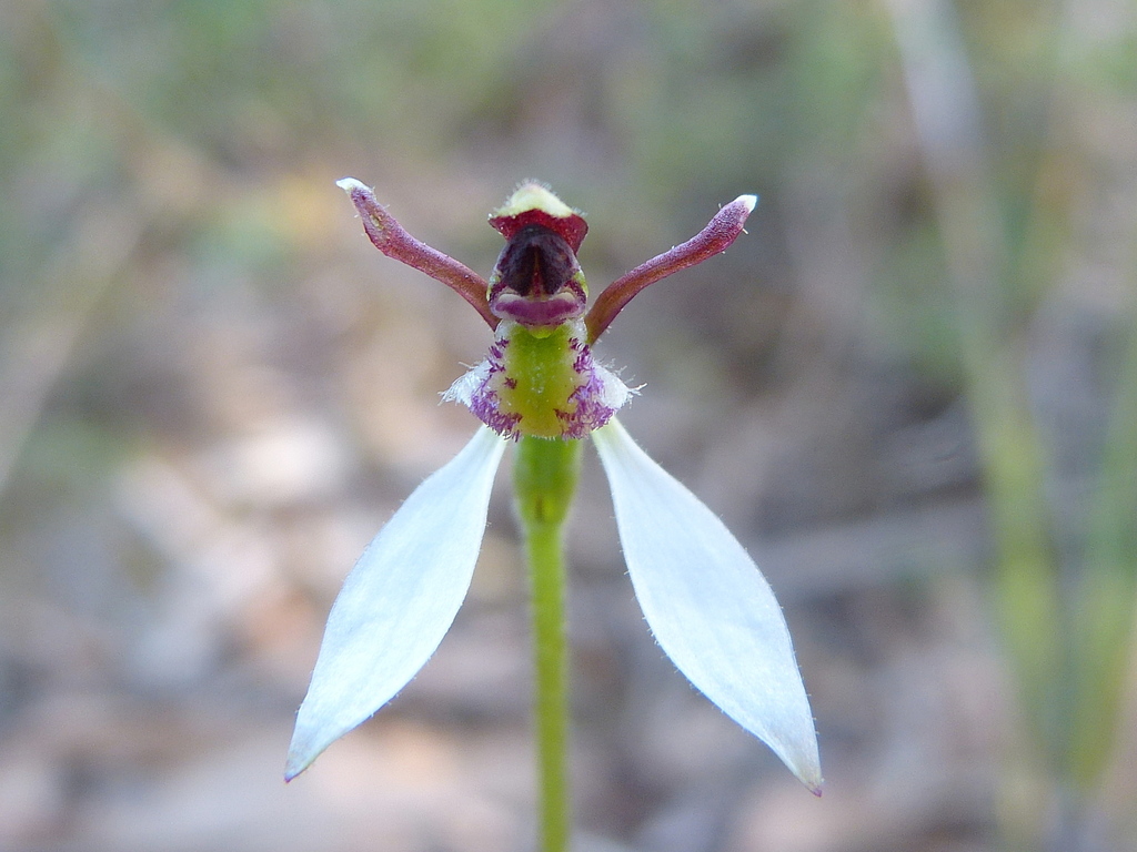 Parson's Bands in March 2020 by Bernadette Lingham. 10 flowers observed ...
