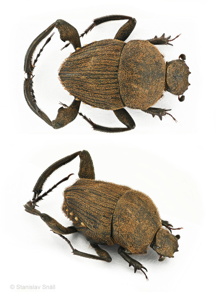 Sisyphus impressipennis from ZA, Limpopo pr., Mapani on November 28 ...