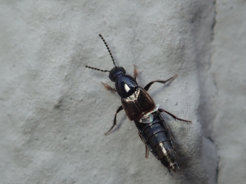 Philonthus concinnus · NaturaLista Colombia