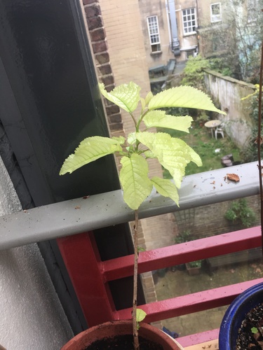 Observations by pendiz · iNaturalist