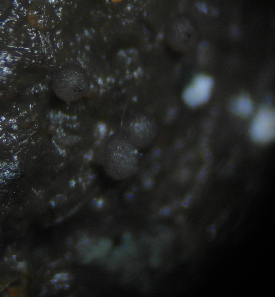 Ascobolus aglaosporus (Fungi of southern Africa) · iNaturalist