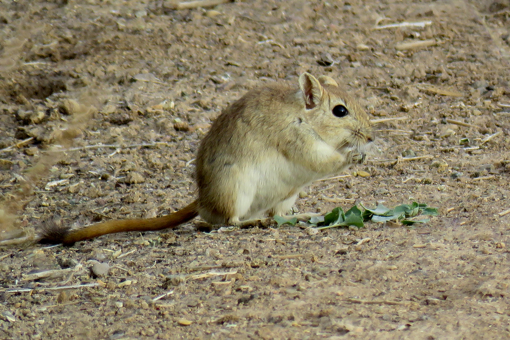Jirds (Meriones) - Know Your Mammals