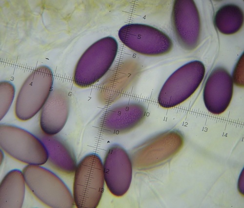 Ascobolus tsavoensis · iNaturalist