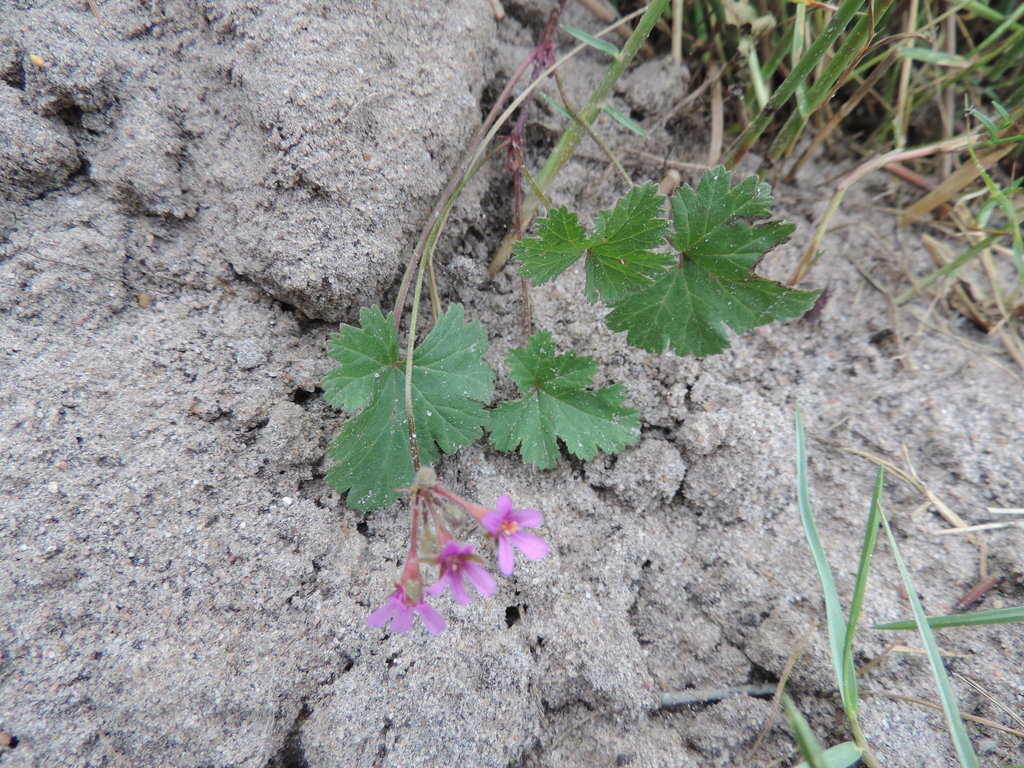 Coconut Geranium from Grassy Park, Cape Town, 7941, South Africa on ...