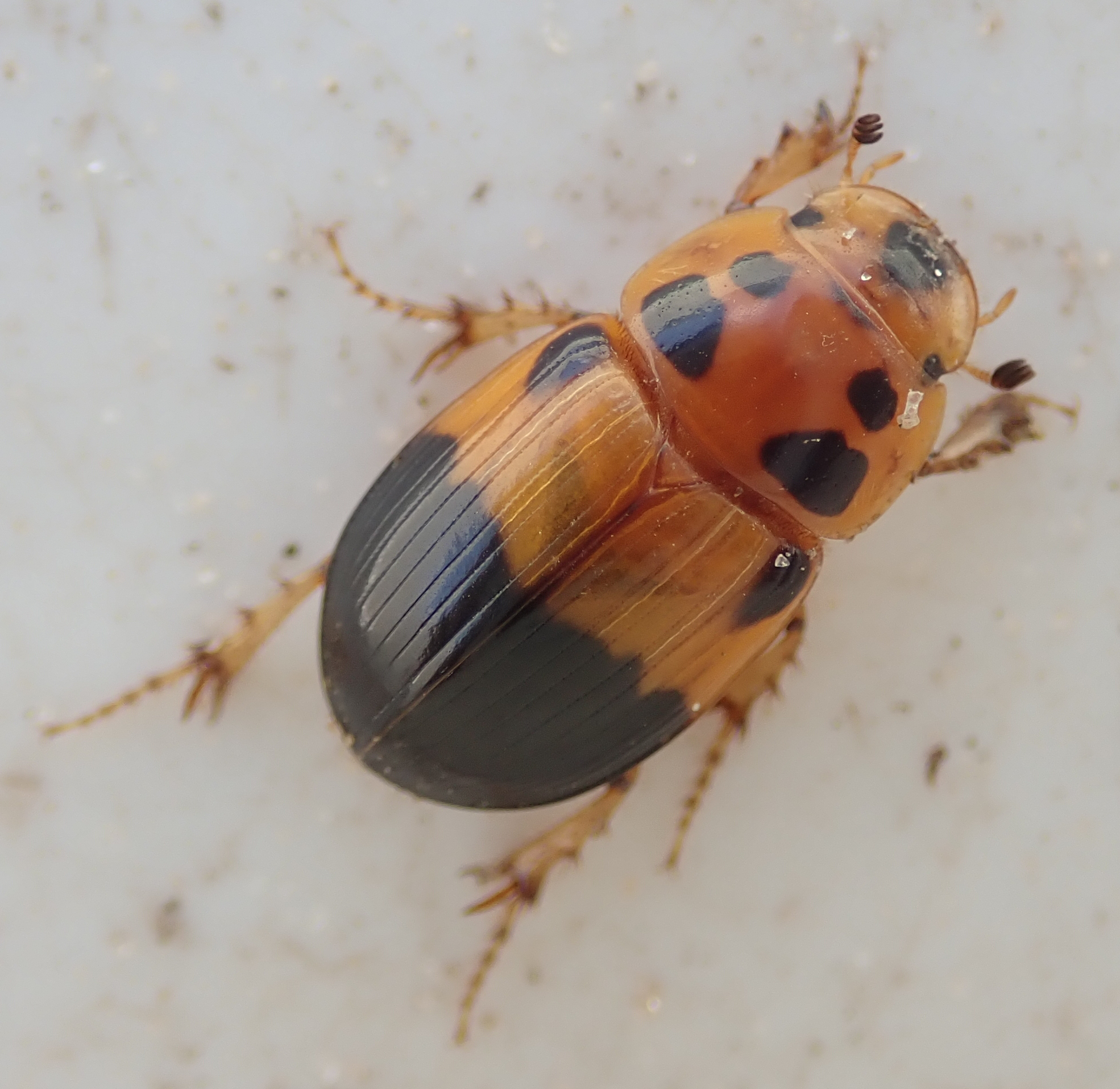 Adeloparius septemmaculatus (Fabricius, 1781)