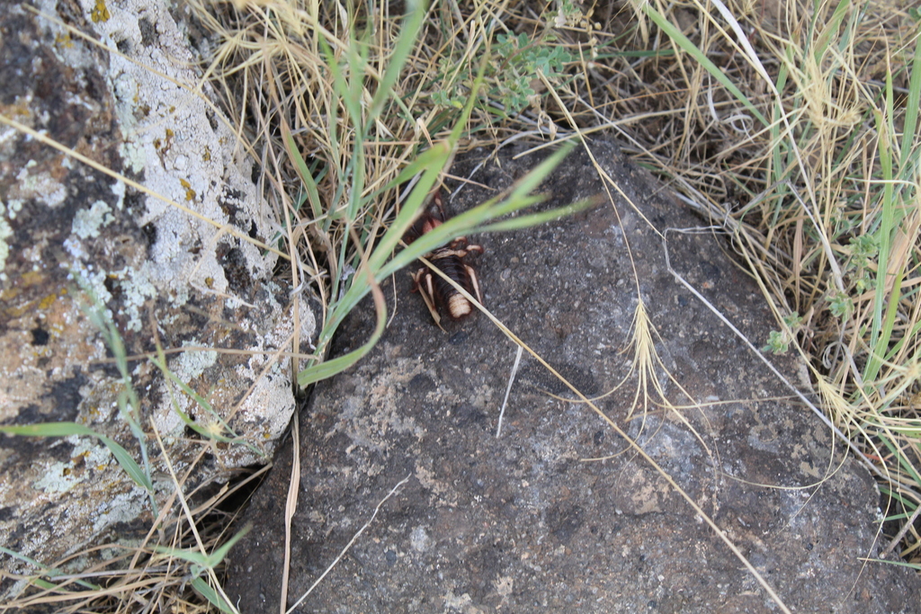 Rhagodes caucasicus from Aragatsotn Province, Armenia on June 29, 2019 ...