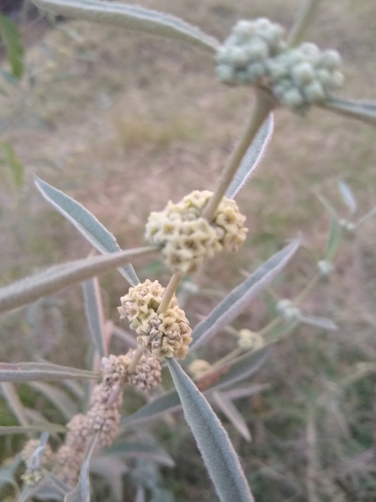 Rio Grande Butterfly-bush from Texcaltepec, 62226 Cuernavaca, Mor ...