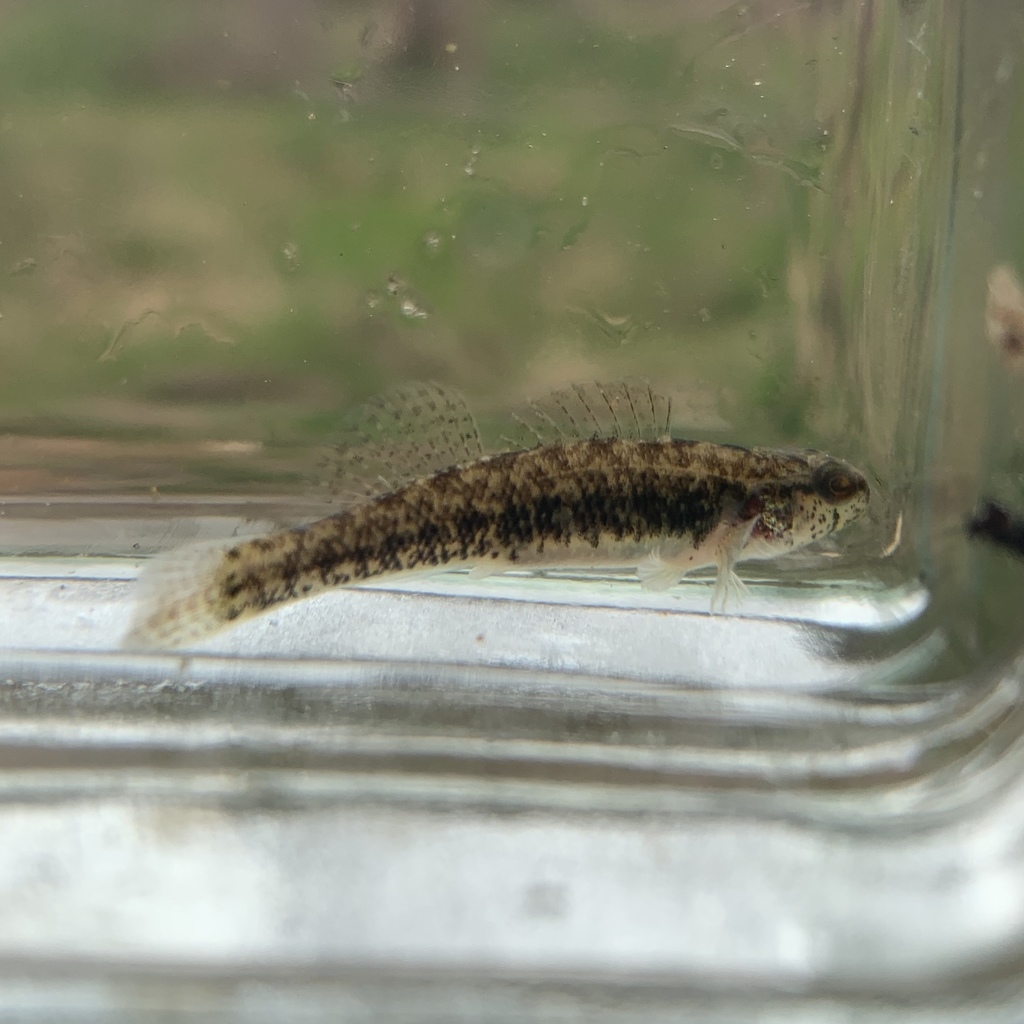 Carolina Darter in March 2020 by Fletcher Stone. rocky swift flowing ...