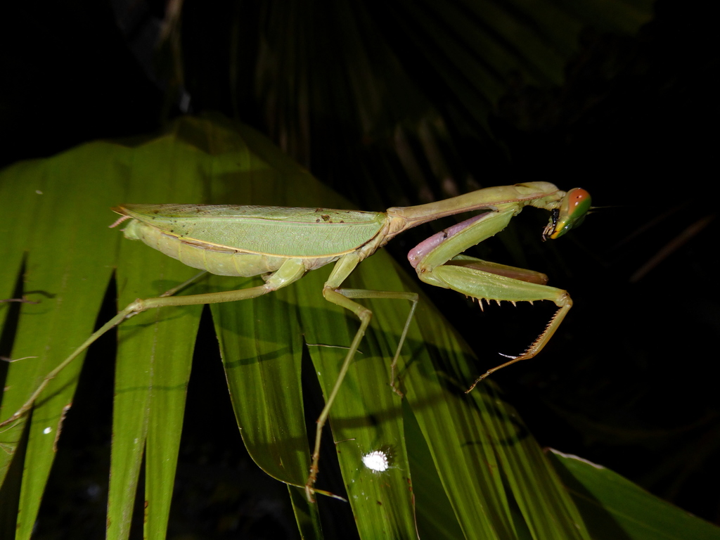 Hierodula obtusata from Bitung, Bitung City, North Sulawesi, Indonesia ...