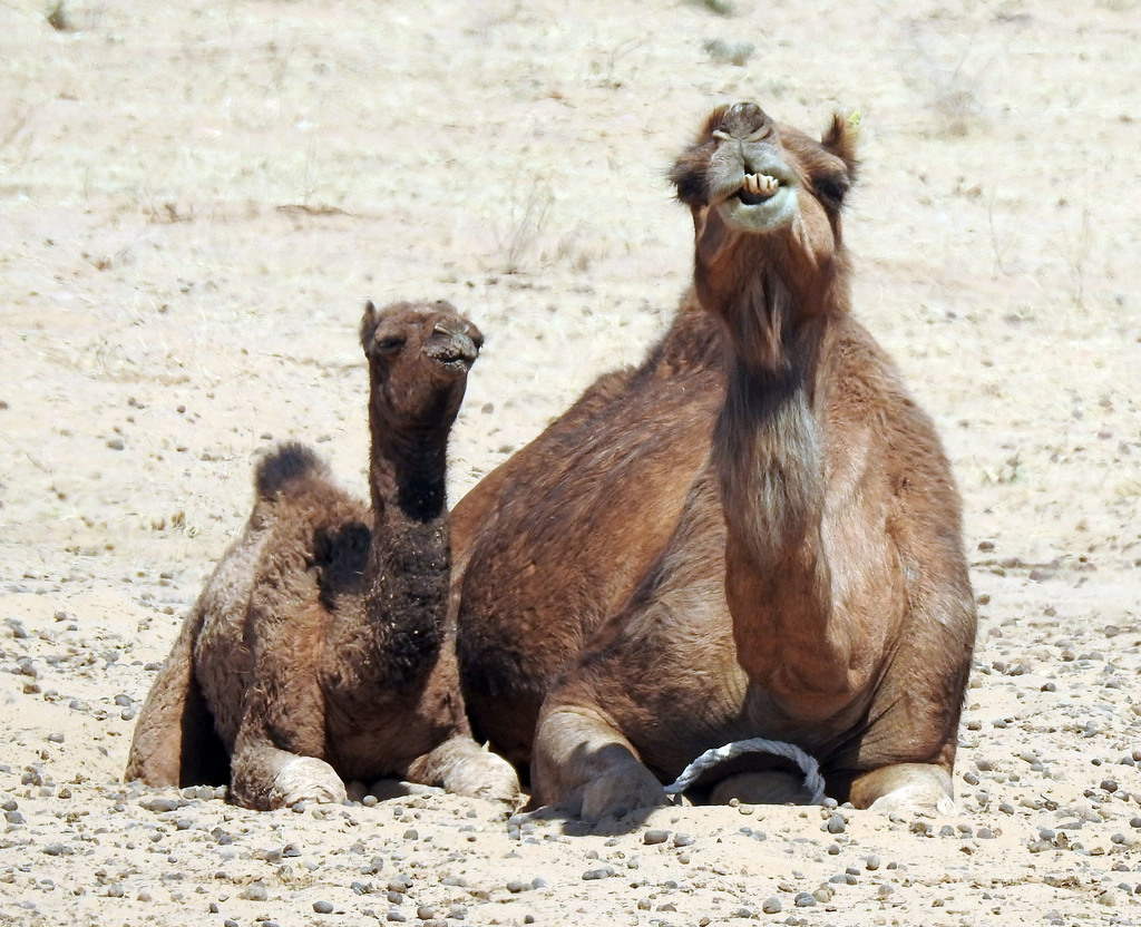 Tylopodans (Tylopoda) - Know Your Mammals