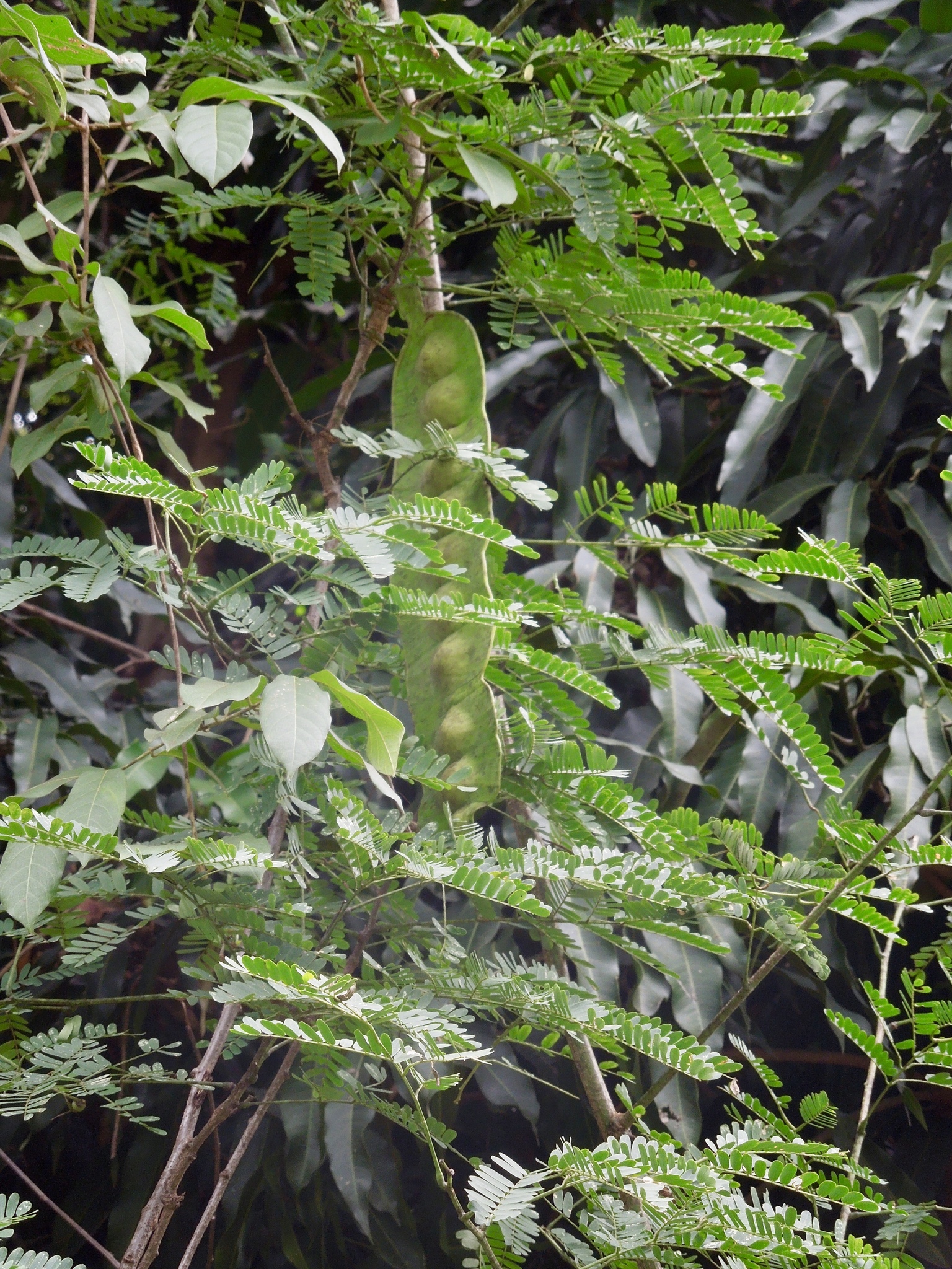 Entada chrysostachys (Benth.) Drake