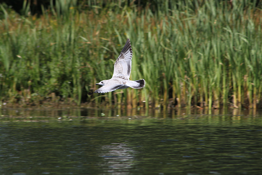 Ring-billed Gull from Max Lake, Morton, MB R0K 0E0, Canada on August 11 ...