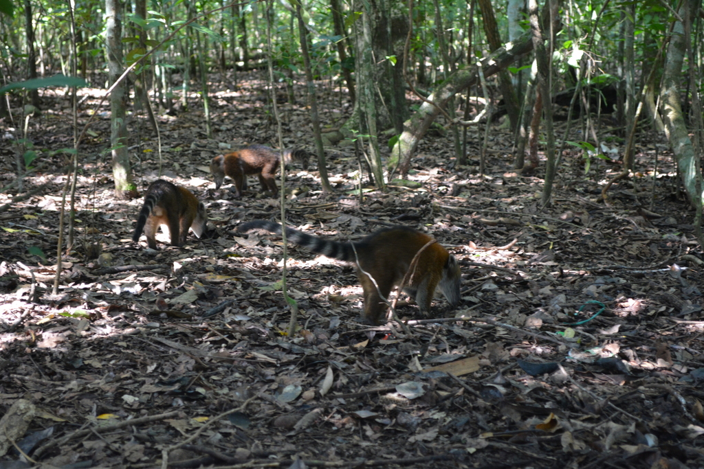 Achuni desde La Macarena, Meta, Colombia el 13 de agosto de 2018 a las ...