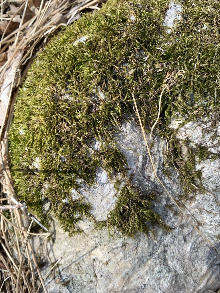 Entodon Mosses From Great Meadows NJ US On March 18 2020 At 11 30 AM Entodon Mosses From Great Meadows NJ US On March 18 2020 At 11 30 AM