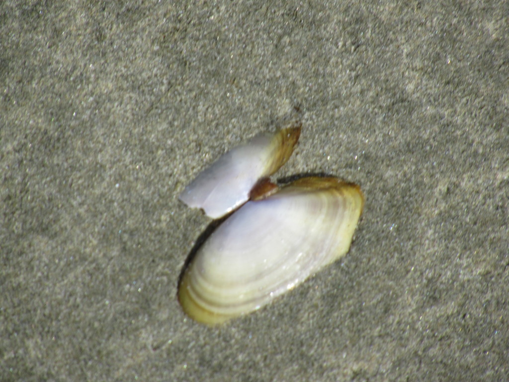 Hiatula siliquens from Sandy Point 9879, New Zealand on March 16, 2020 ...