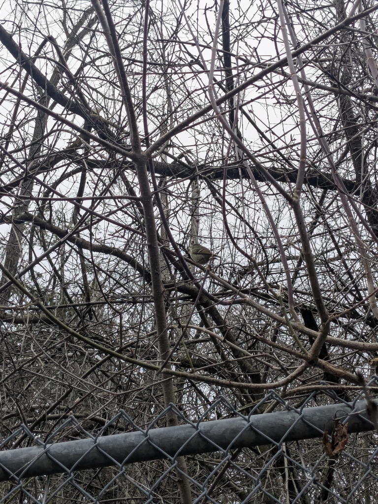 Ruby-crowned Kinglet from Cumberland at Carnegie, Peterborough, ON K9H ...