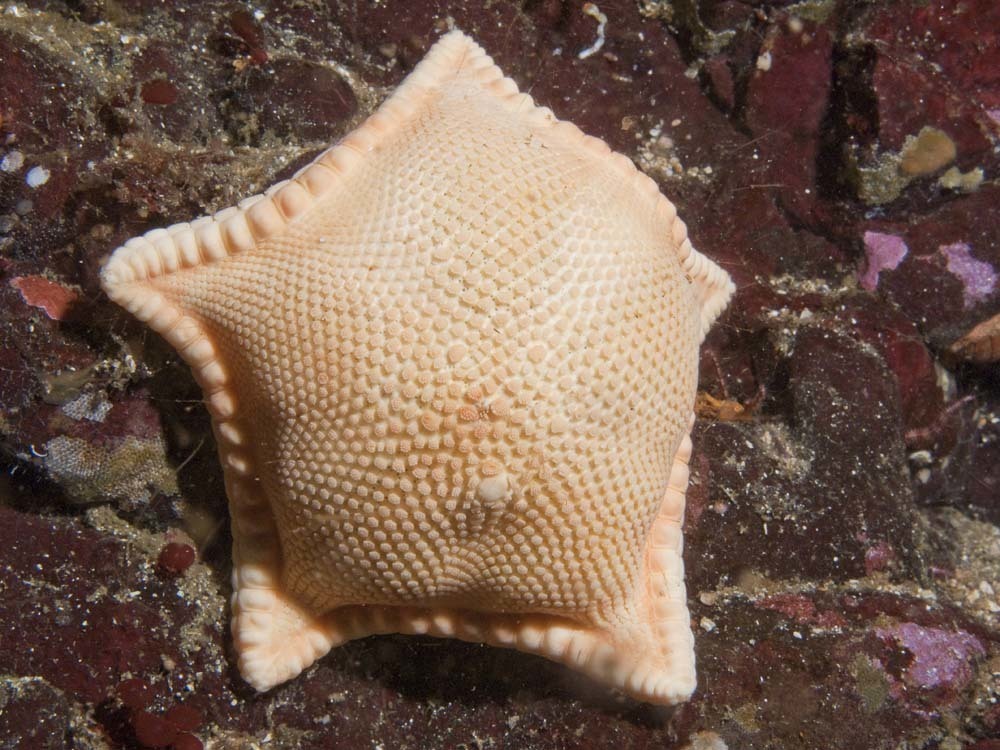 Cookie Star (OTU EA13) (Waterways of BC's Central Coast (a MLNEP guide ...