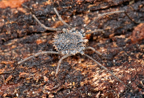 Ortholasma levipes · iNaturalist United Kingdom