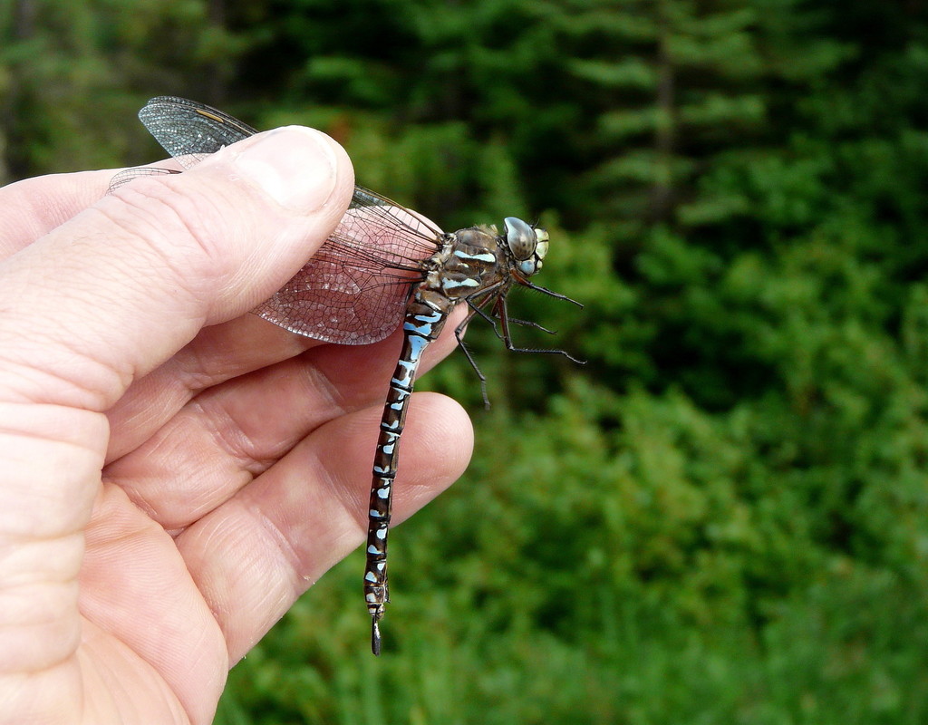 Variable Darner from Hwy. 634 south of Fraserdale, Cochrane District ...