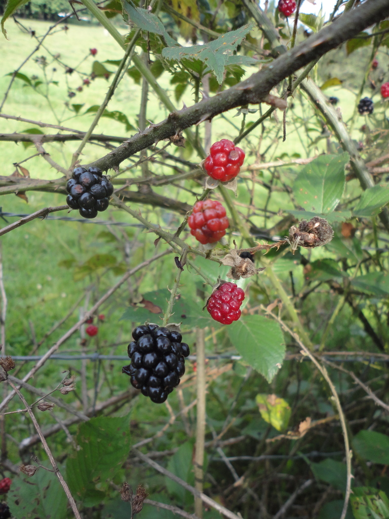brambles from Coatepec, Ver., México on May 29, 2013 at 03:57 AM by ...