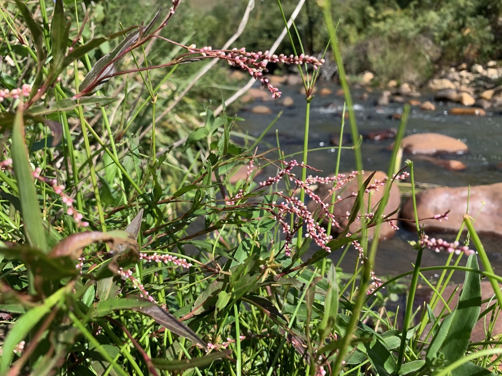 slender knotweed from Stellenbosch, WC, ZA on March 18, 2020 at 02:45 ...