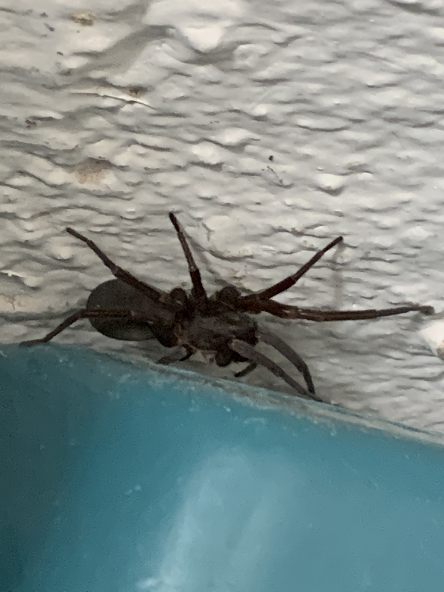 Zorocrates fuscus Simon, 1888