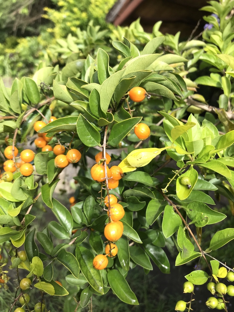 Coralillo (Plantas que vi en el jardín botánico del Inecol.) · iNaturalist