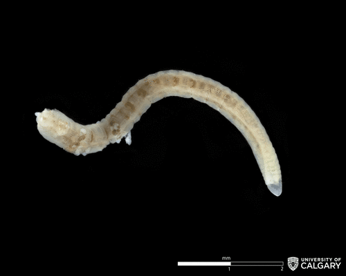 Genus Lumbriculus · iNaturalist