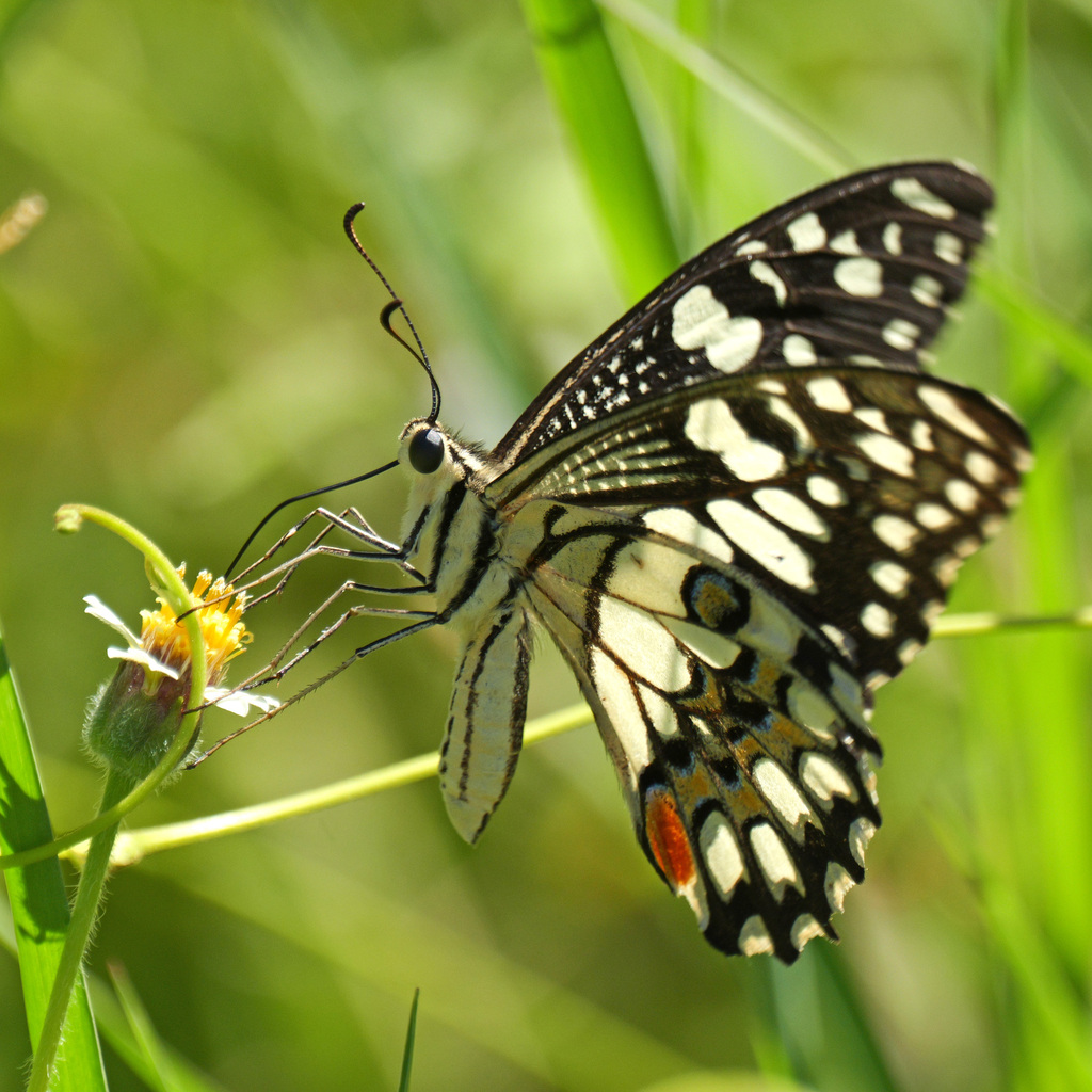 Lime Swallowtail from Darwin NT, Australia on April 14, 2026 at 04:15 ...