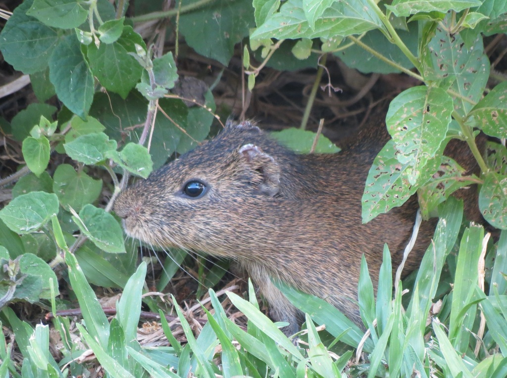 Brazilian Guinea Pig (Cavia aperea) - Know Your Mammals