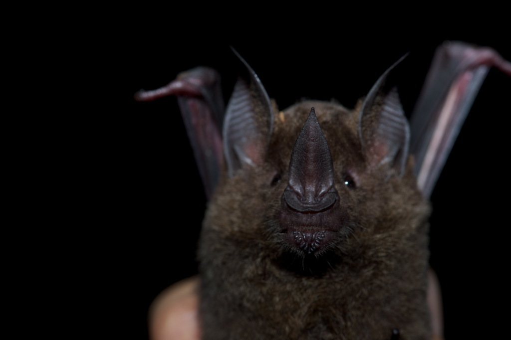 Spear-nosed Bats (Phyllostomus) - Know Your Mammals