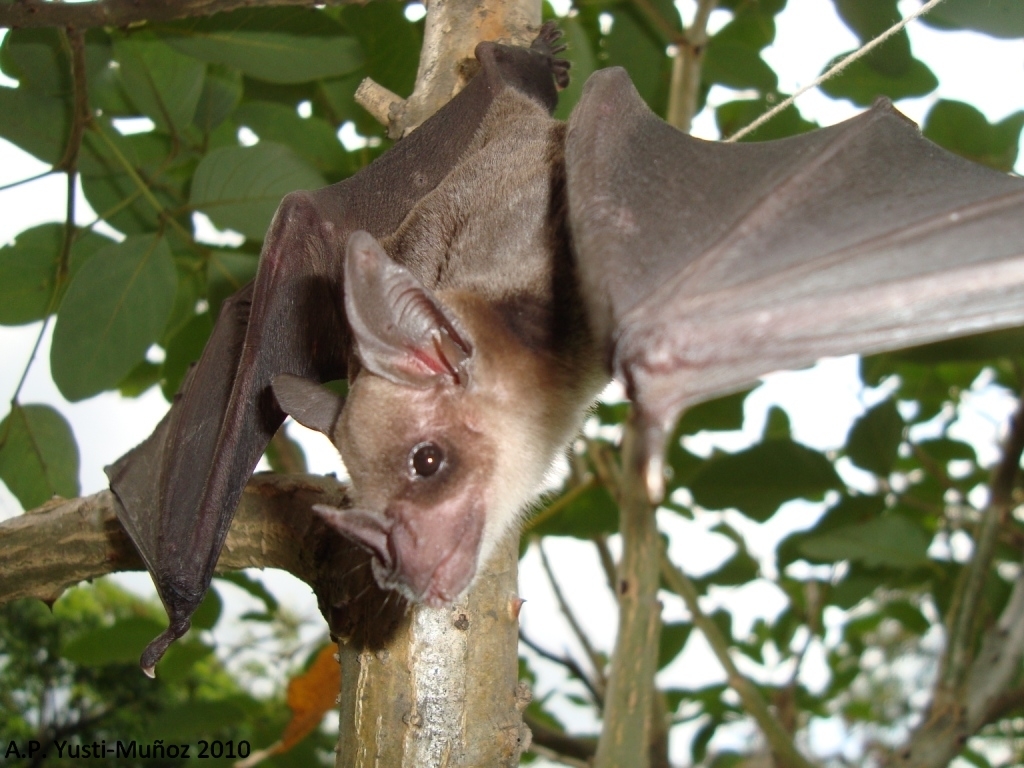 pale spear-nosed bat (Phyllostomus discolor) - Know Your Mammals