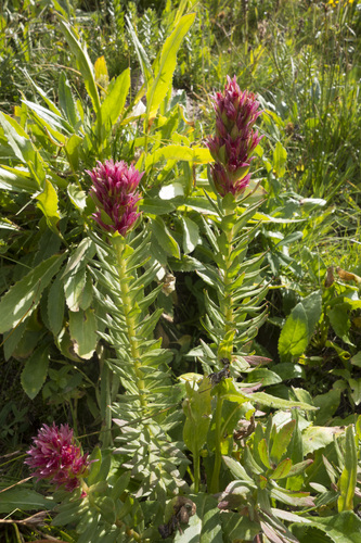 Redpod stonecrop (Plants of Mueller State Park) · iNaturalist