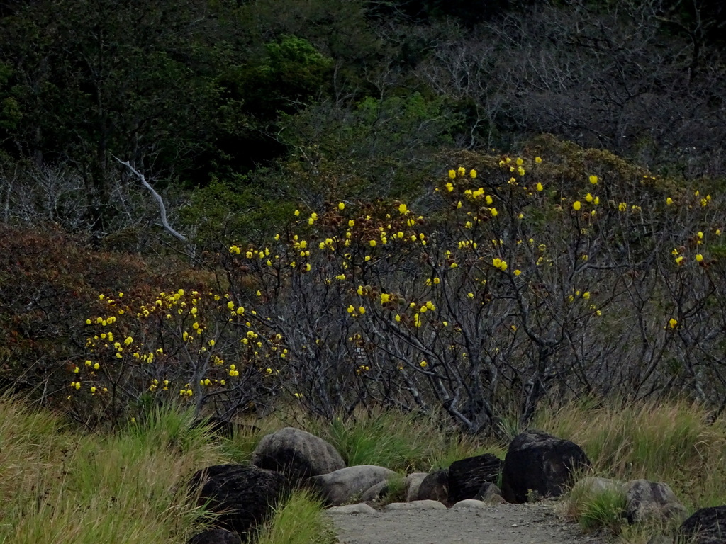 Buttercup Tree from Provincia de Guanacaste, Costa Rica on February 26 ...