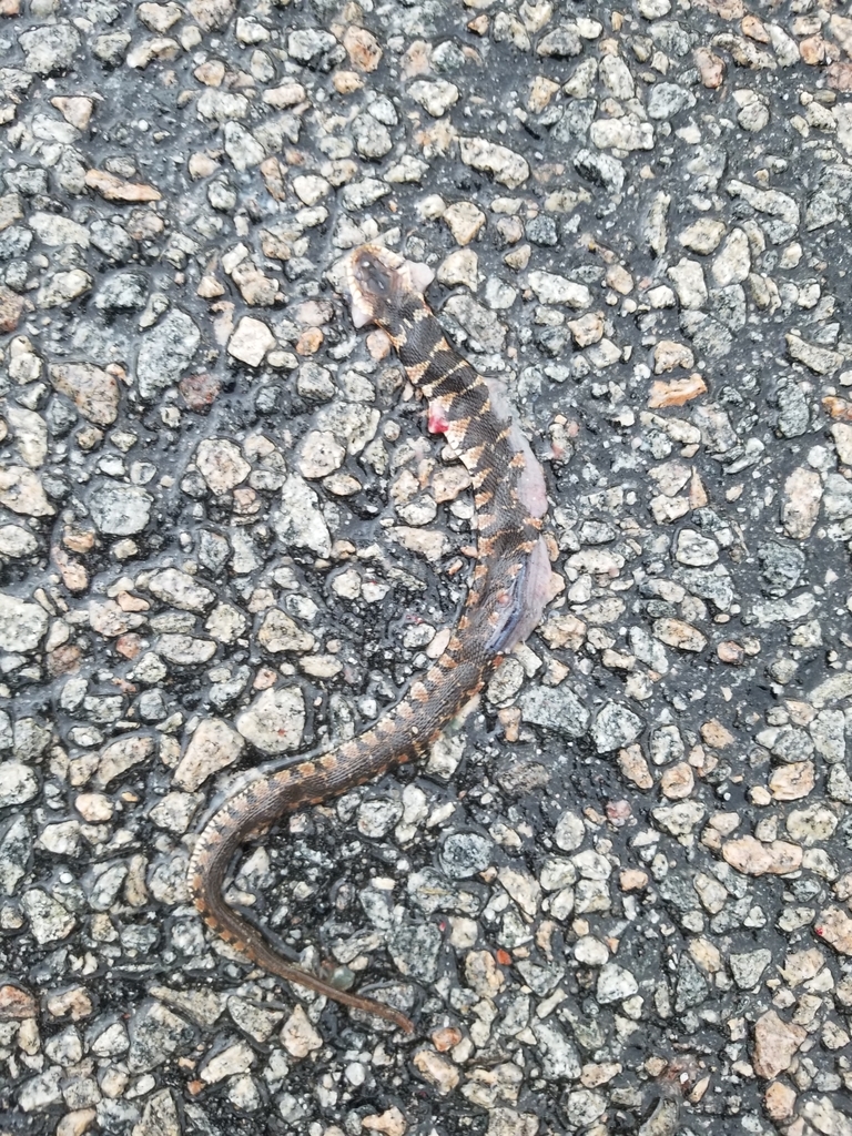 Plain-bellied Watersnake from Irmo, SC 29063, USA on March 14, 2020 at ...